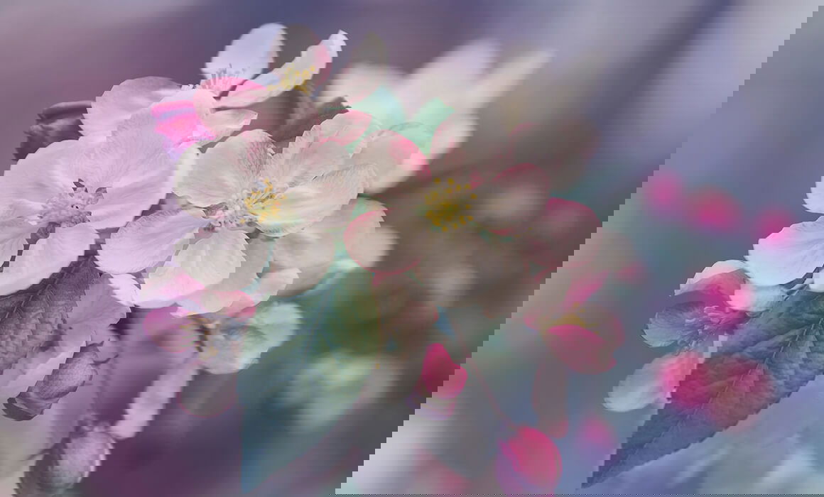 Floda - Flower eCommerce Bootstrap 5 Template